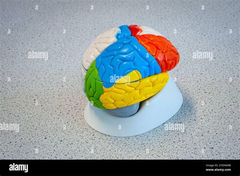 Plastic Model Of The Human Brain Where Colours Indicate Certain Brain