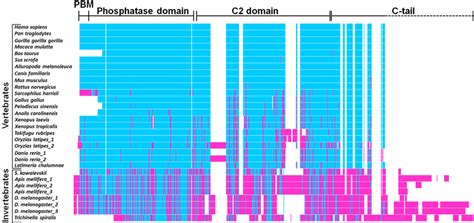 Evolutionary Conservation Of The Pten Idpr Sequence Alignment For Pten