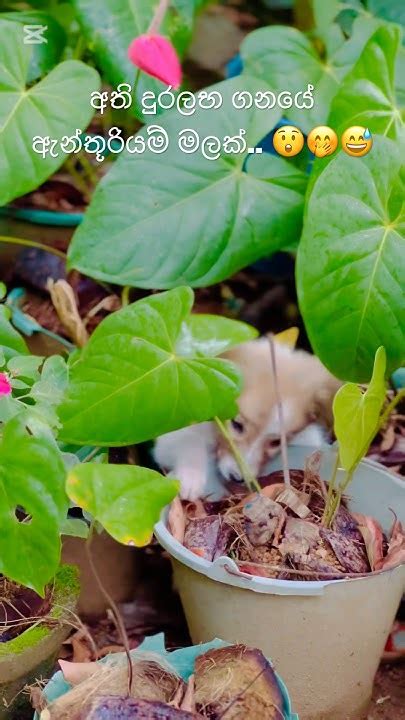 අති දුරලභ ගනයේ ඇන්තූරියම් මලක් 😲🤭😅 Youtube