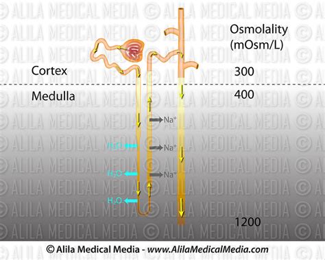 Alila Medical Media Function Of The Loop Of Henle Medical Illustration