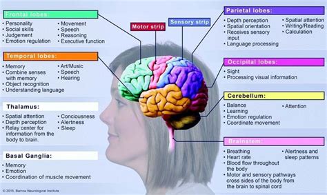 Image Result For Parts Of The Brain And Their Functions Brain Anatomy