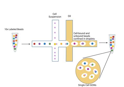10x Genomics Genomics Facility