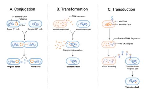 Bacterial Transduction Definition Types Steps Examples Biology Notes Online