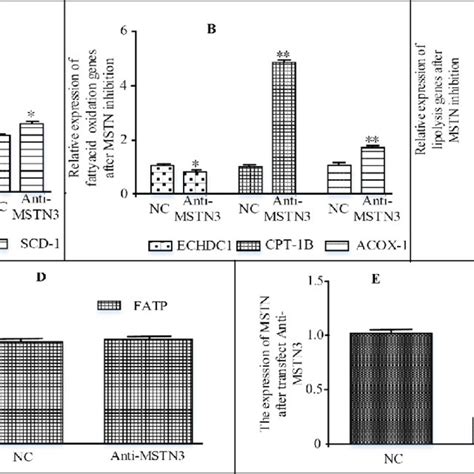 The Role Of MSTN In The Proliferation And Differentiation Of Skeletal Download Scientific