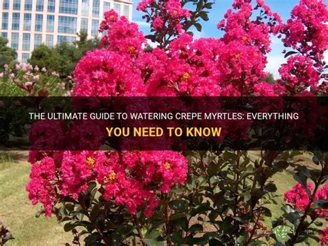 How Often To Water Crepe Myrtles For Healthy Growth Shuncy