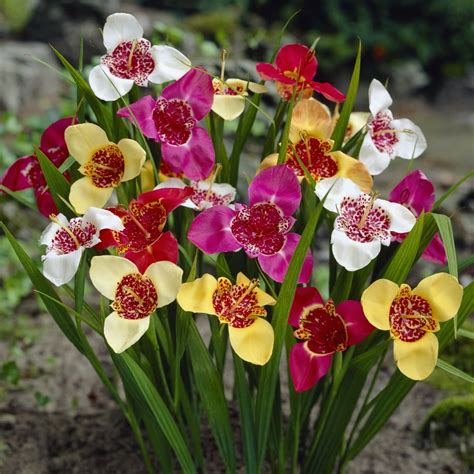 Tigridia pavonia mix