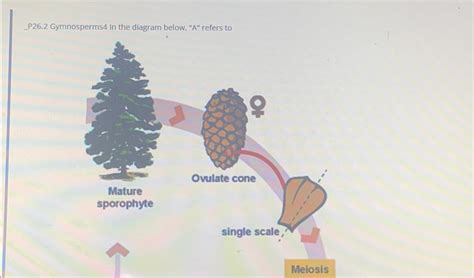 Solved In The Diagram Below A ﻿refers Toovulate