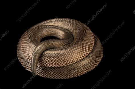 Small Scaled Burrowing Asp Stock Image C059 4457 Science Photo