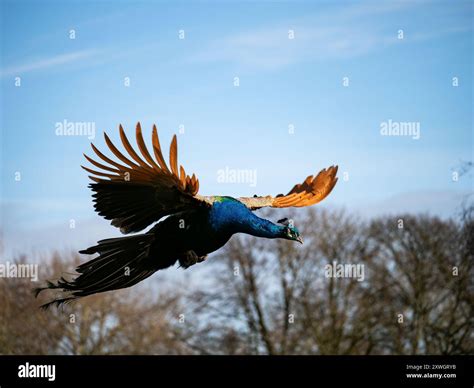 Flying Peacock Pavo Cristatus Indian Peacock Blue Peacock In Flight