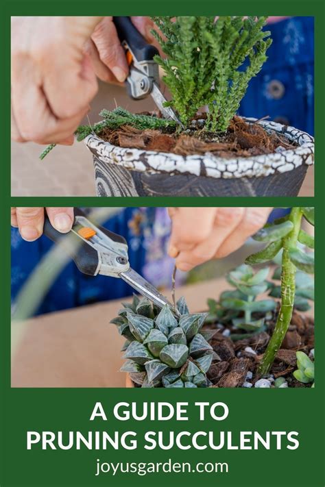 How To Prune Succulents A Guide To Pruning Succulents Succulents