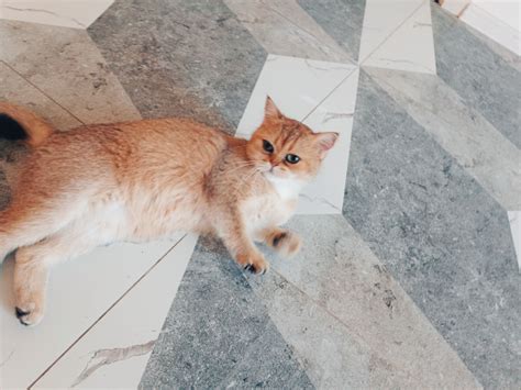 Британская Шиншила