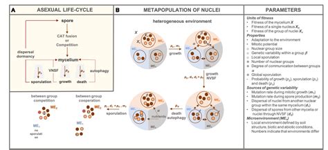 Figure 1 From A Nuclei Based Conceptual Model Of Eco Evolutionary Dynamics In Fungal