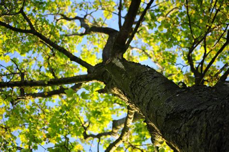 Finding Tree Equity New Analysis Shows Neighborhoods That Need More Trees Maryland Matters