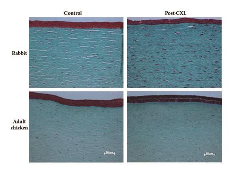 Histological Sections Of Rabbit And Chicken Corneas Control Vs