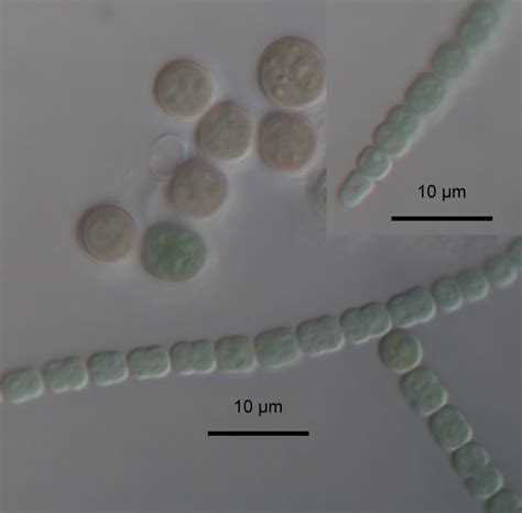 Roscoff Culture Collection Marine Microalgae Macroalgae Protists Bacteria And Viruses