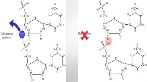 Dna Sequencing By Dideoxy Method Pptx