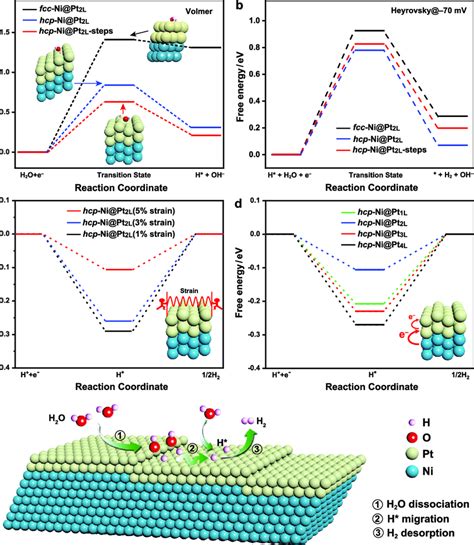 Dft Calculation Results A B Free Energy Diagrams Of Water Download Scientific Diagram