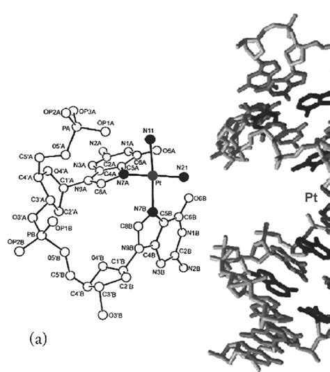 3 A Structure Of Cisplatin Coordinated To Two Guanines In A Dna