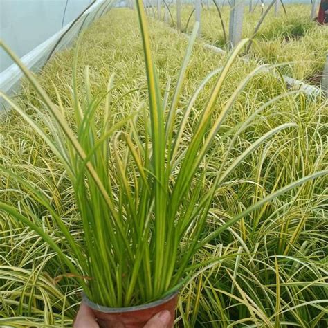 金叶石菖蒲 金叶石菖蒲营养钵苗 批发报价 图片 藤本月季网