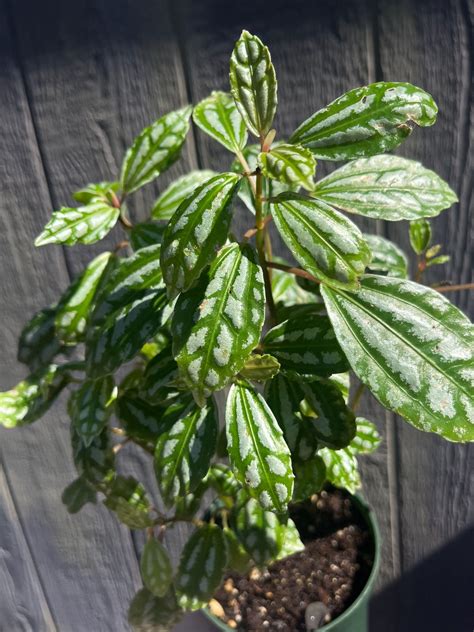 4 Aluminum Plant Pilea Calderi Bioactive Supply
