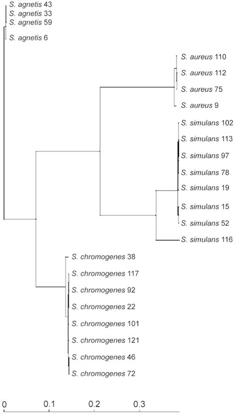 Phylogenetic Tree Based On The Core Genomes Of The Four Staphylococcus Download Scientific