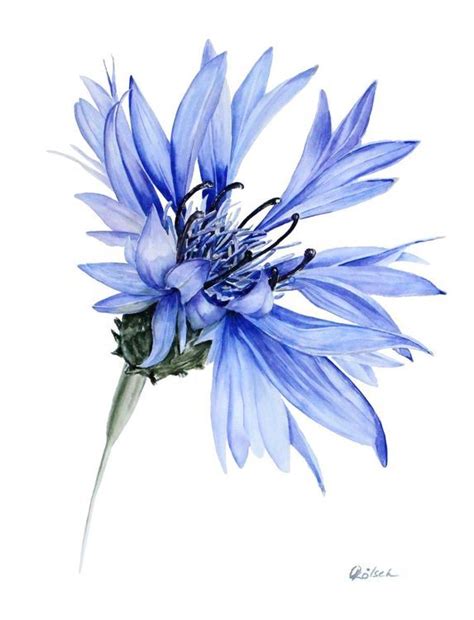 Blue Cornflower Drawing