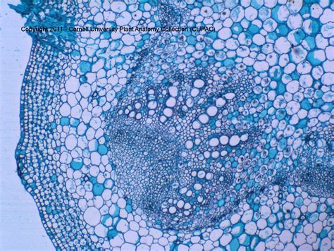 Collenchyma Under Microscope