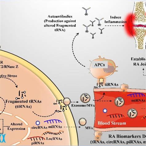 Crosstalk Between Non Coding Rnas And Their Role In Ra Development Download Scientific Diagram