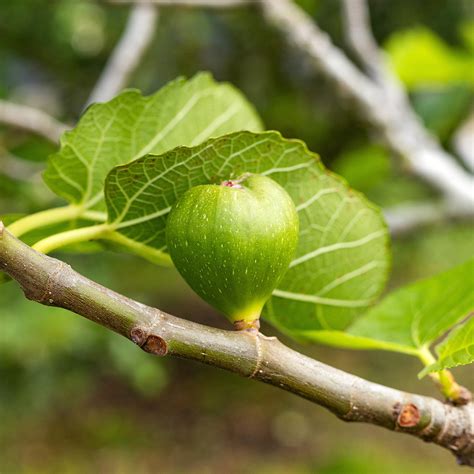 Buy Kadota Fig Tree For Sale Delicious And Healthy Fruit Perfect Plants