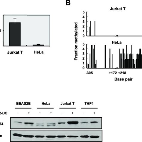 Down Regulation Of Stat4 Mrna And Protein Expression Is Associated With Download Scientific