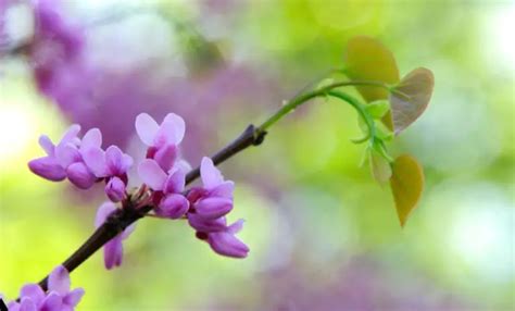 Amazing Flowering Spring Trees For Your Landscape