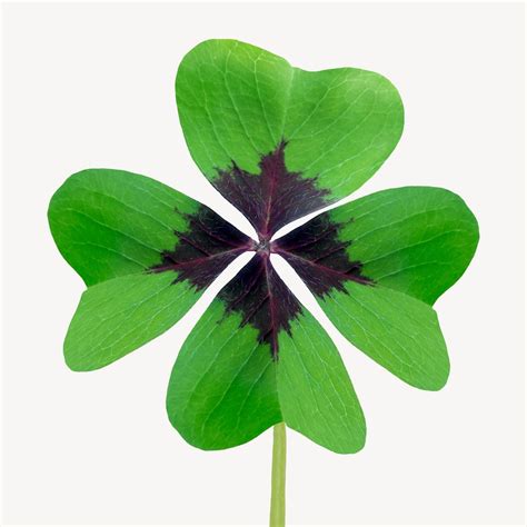 Clover Leaf Collage Element Psd Premium Psd Rawpixel