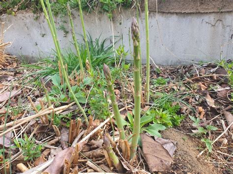 아스파라거스 키우기 재배 심는방법 모종 심는시기 물주기 심는법 씨앗 심기 수확시기 네이버 블로그
