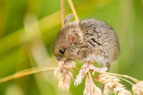 Field Mice Action Pest Control Services