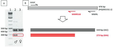 Diagram Of Duplex PCR For Sex Identification Of B Papyrifera A Download Scientific Diagram