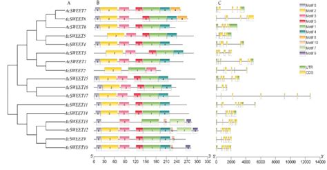 Evolutionary Gene Structural And Motif Analyses Of Acsweets In