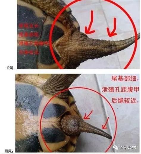 龜類出現性別差異的現象你了解多少 每日頭條