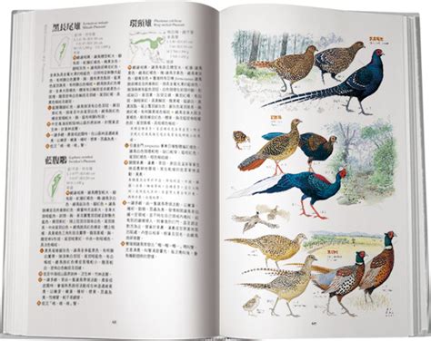 觀察者必備的葵花寶典 臺灣野鳥手繪圖鑑二版出爐 ETtoday寵物雲 ETtoday新聞雲