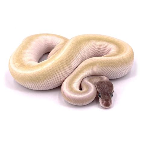 Python Regius Super Mojave Python Royal REPTILIS