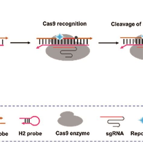 General Assay Scheme Of This Method Download Scientific Diagram