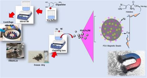 Synthesis Of Polydopamine Nanoparticles Chelated With Fe³⁺ And Ni²⁺ Download Scientific