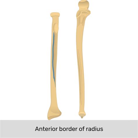 Radius Bone Borders At Jaime Cardenas Blog