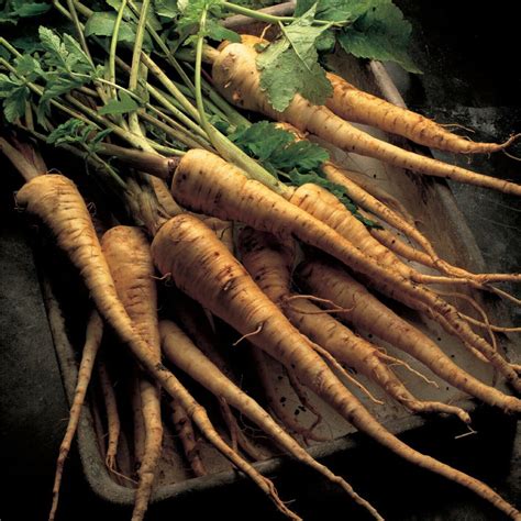 Parsnip All American Sejahtera Seeds And Bulbs