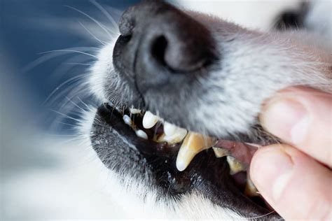 Signs Of Periodontal Disease In Dogs Treatment And Prevention