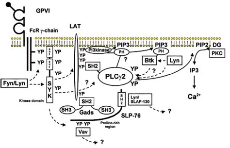 The Role Of Lat Slp 76 Signalosome In The Gpvi Signalling Cascade Download Scientific Diagram