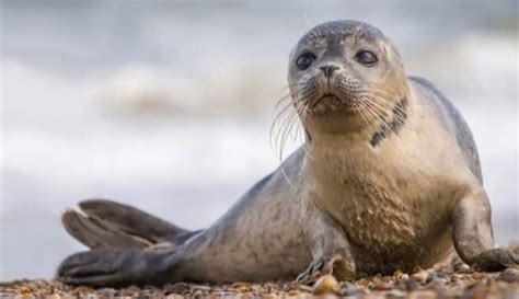 카스피해 연안서 바다표범 2500마리 떼죽음