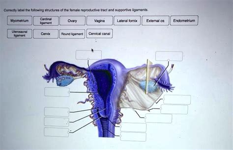 solved correctly label the following structures of the female