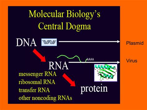 Rna Interference PPT