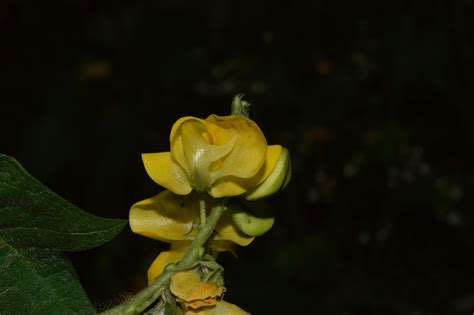 Vigna Angularis Var Nipponensis Eflora Of India