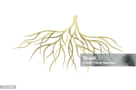 식물 지하 줄기의 기어 다니는 뿌리 식물학 또는 수지상 설계 요소 벡터 일러스트레이션 0명에 대한 스톡 벡터 아트 및 기타 이미지 0명 나무 나뭇가지 Istock